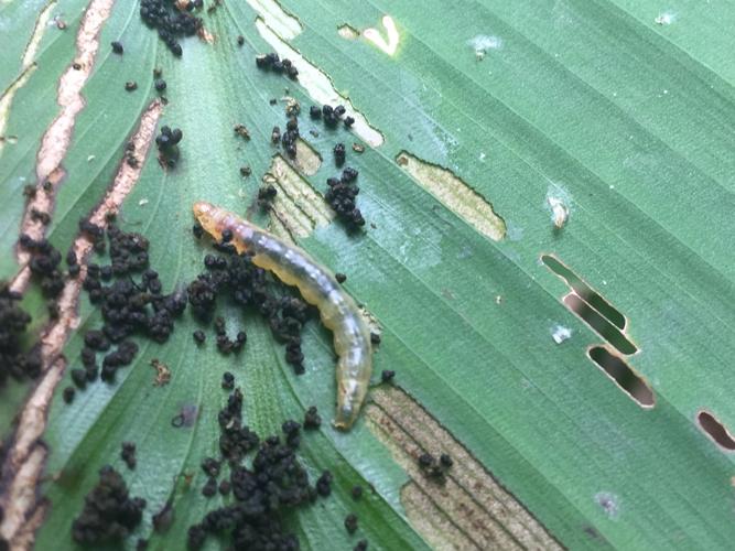 Cannas are easy perennials for summer gardens