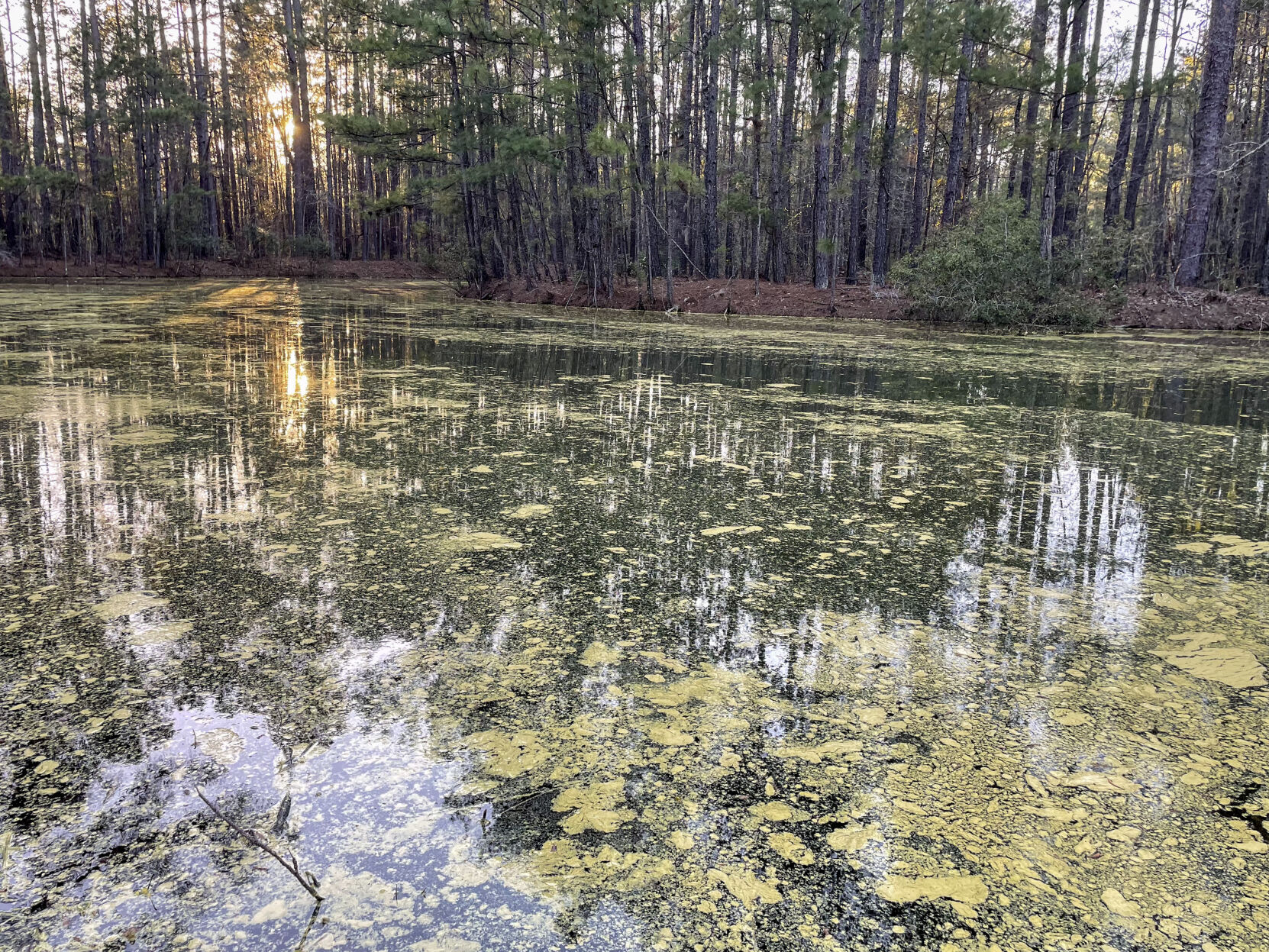Pollen is making a comeback to South Carolina this spring