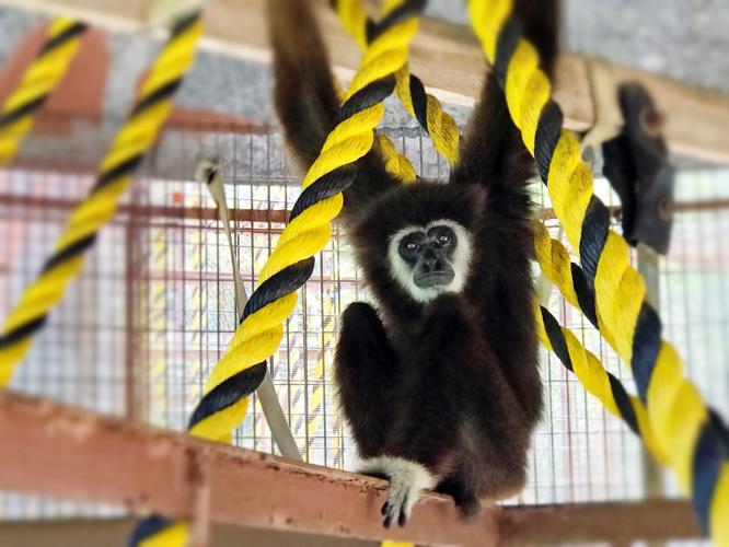 At 60 years old, one of oldest gibbons in world dies after decades at ...