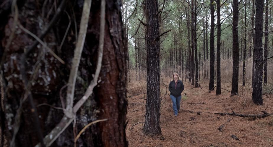 South Carolina's $23B timber industry, forests in danger