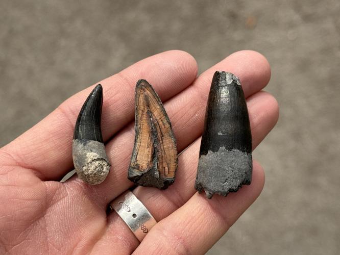 Fossils tell us about the location of ancient shorelines