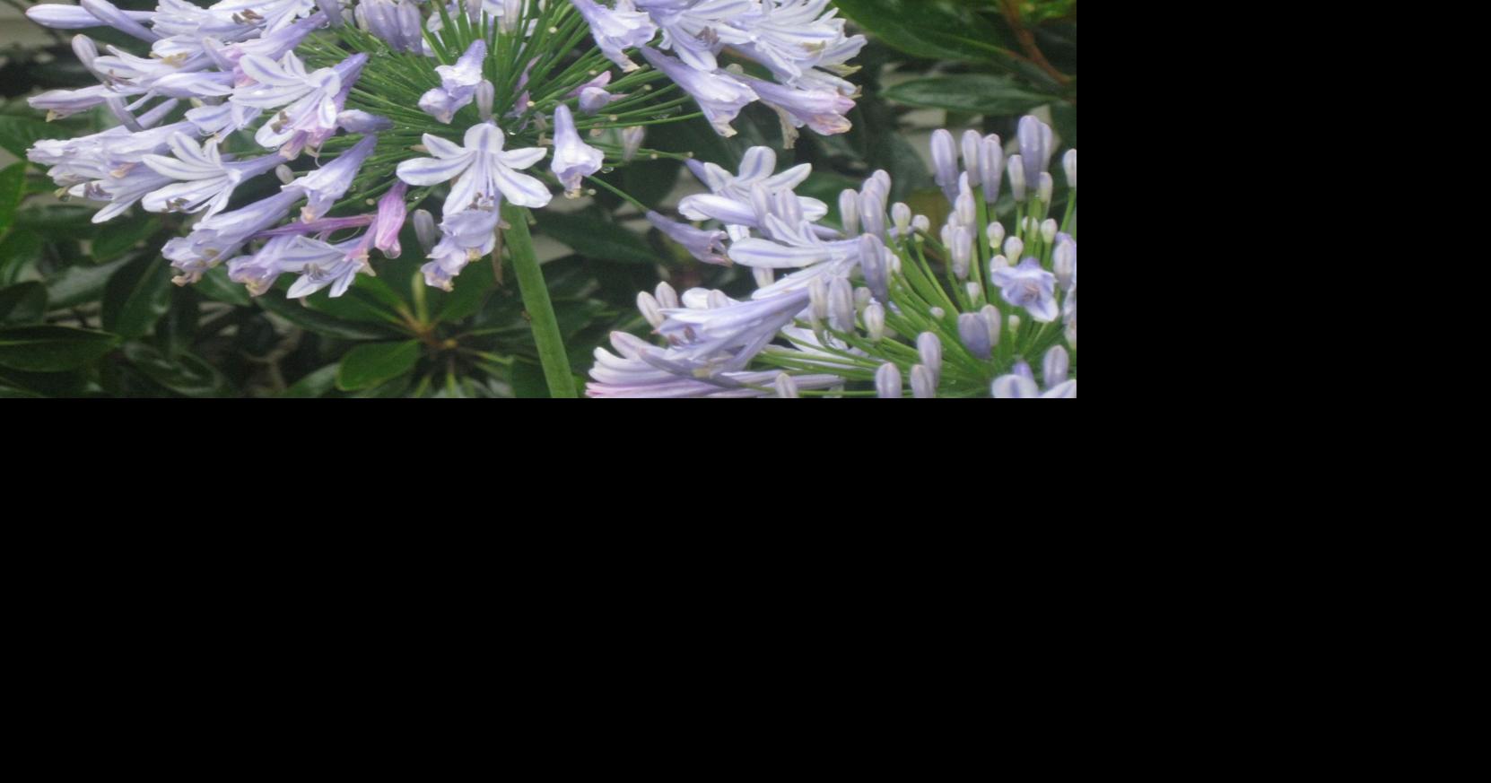 The nearly perfect perennial | Home and Garden | postandcourier.com