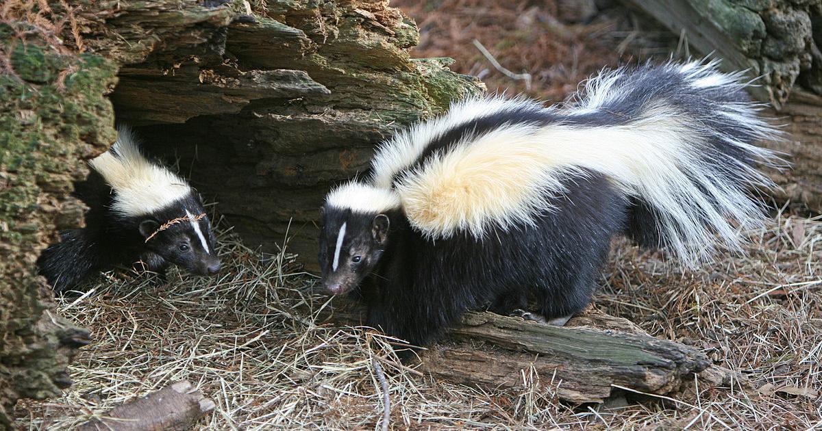 Here's why there's so many skunks on the side of the road