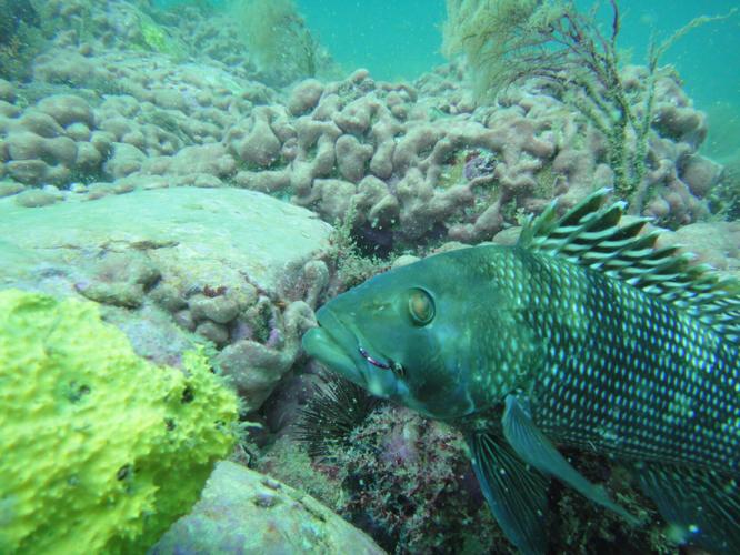 Charleston professor created image of a secret coral reef