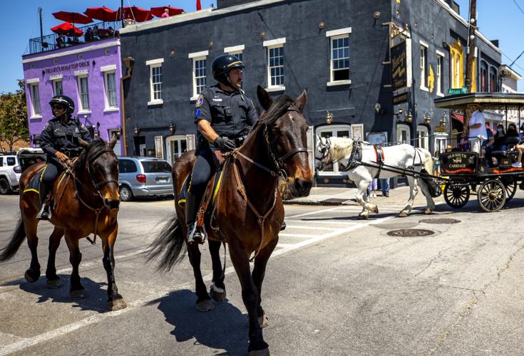 Two horses to join Charleston police's mounted patrol unit