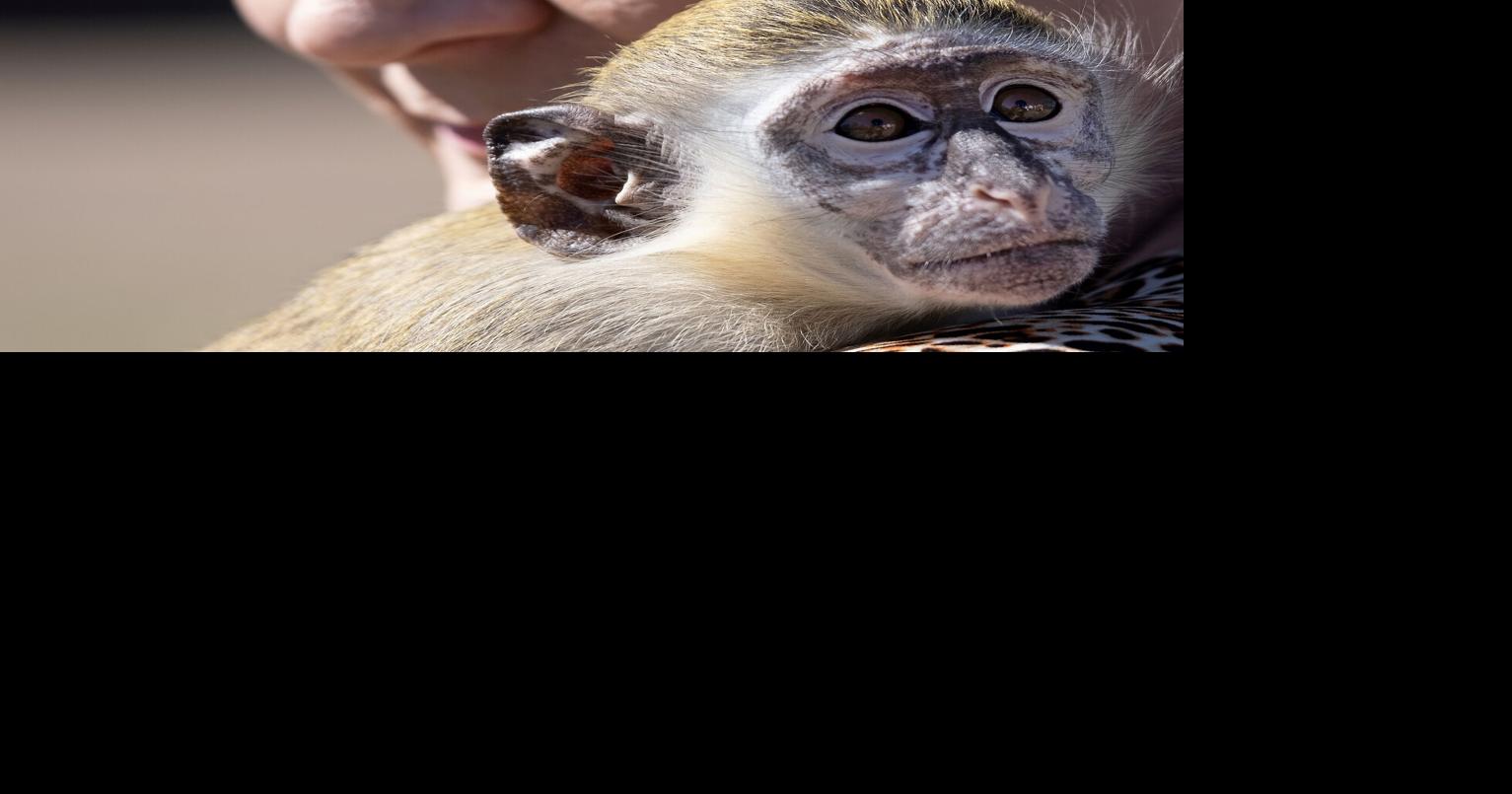 Conway leaders to consider allowing pet monkeys in city