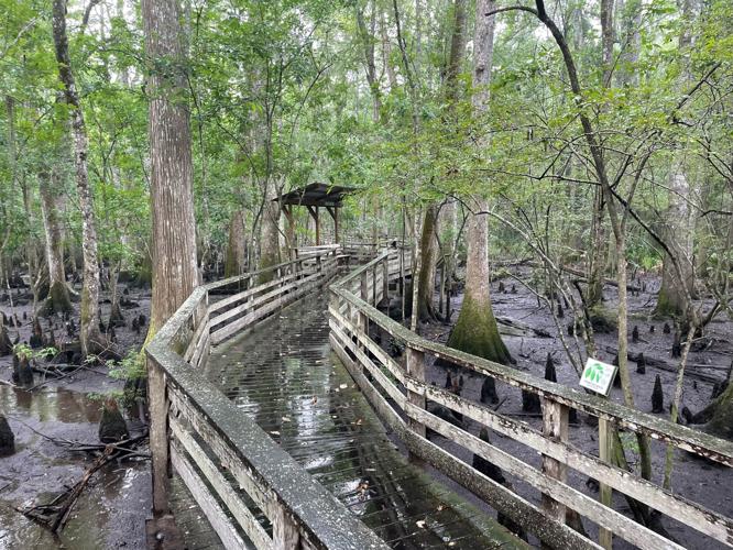 Beidler Forest deserves more though from Santee Cooper