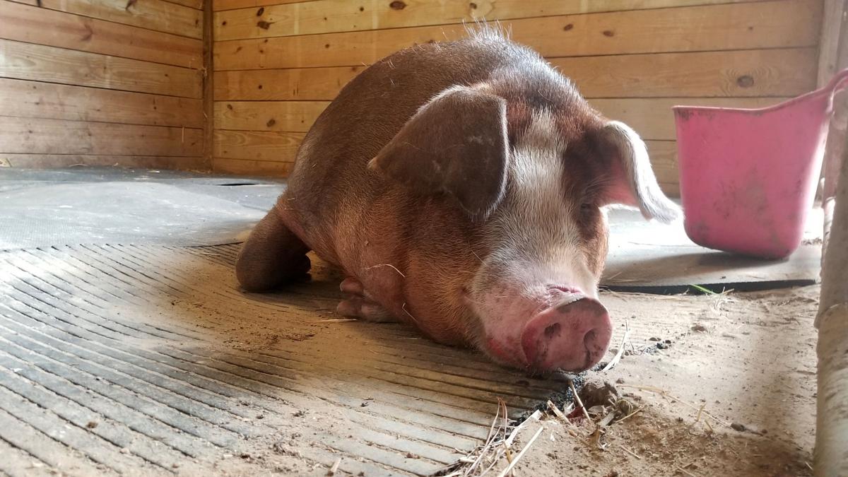 Injured 500-pound pig Babe looks 'a little brighter' after tumbling ...