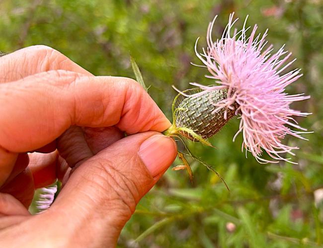 Can you correctly identify this week's mystery plant? | Community News ...