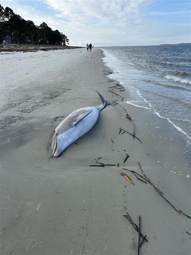 dolphin beached