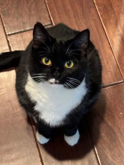 Columbia cat found with eyes glued shut recovers