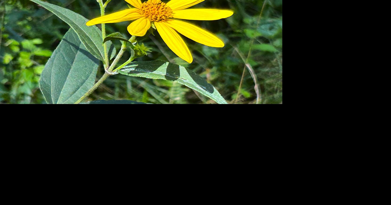 Can you correctly identify this week's mystery plant?