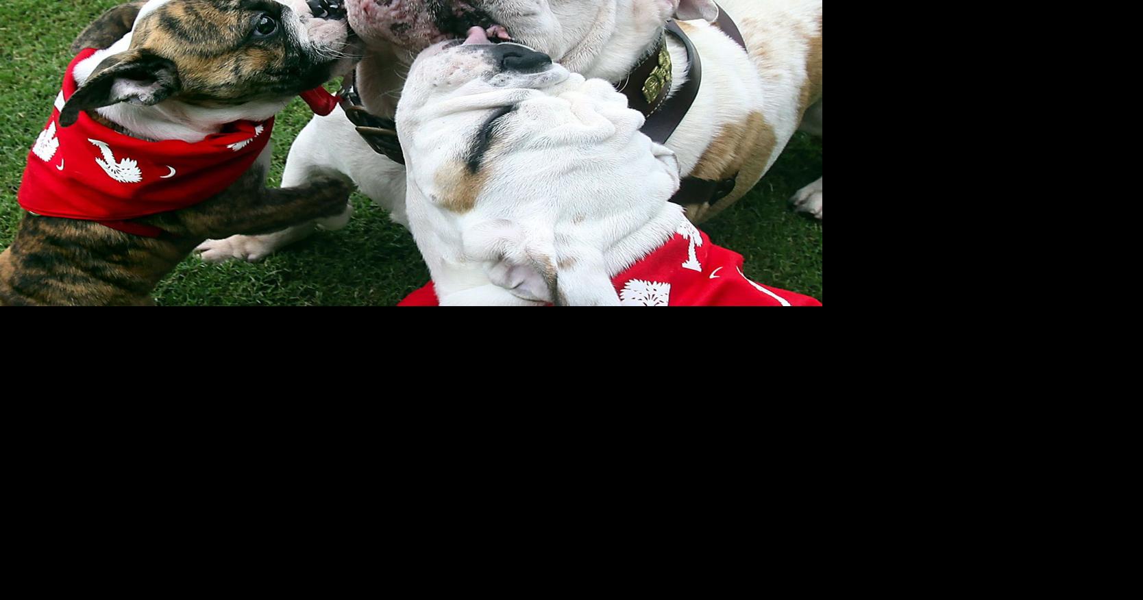 Citadel honors death of mascot bulldog General