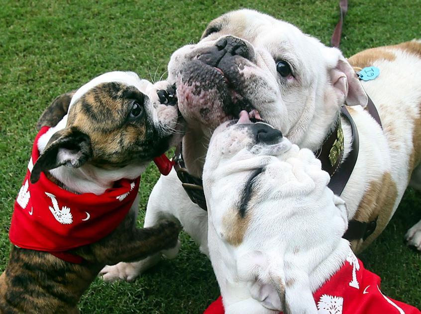 Citadel honors death of mascot bulldog General | Archives ...