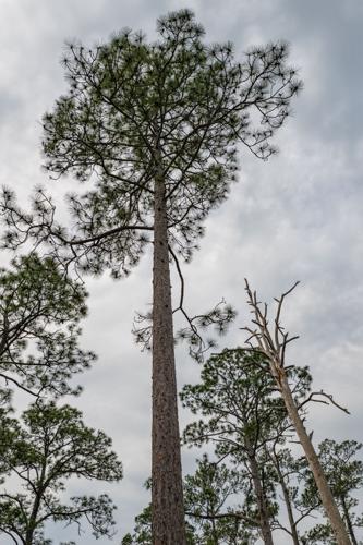 Photos: 2,700 acres of former Chelsea Plantation preserved