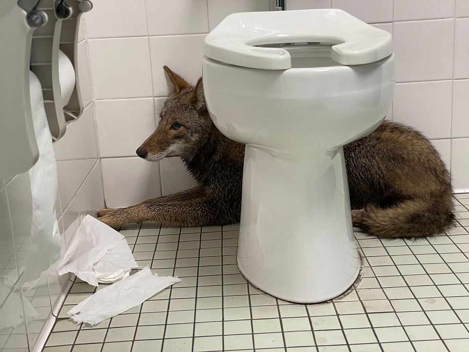Coyote captured in bathroom at Cane Bay Elementary School
