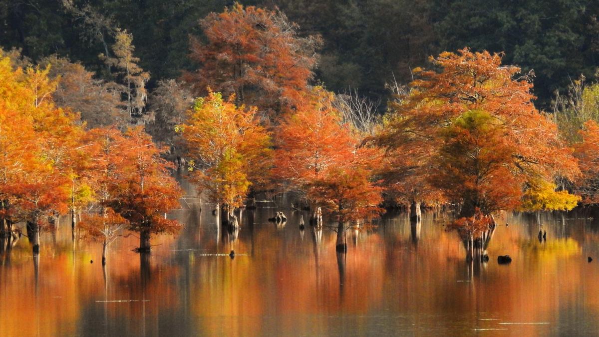 Storm, early cold brought brighter fall colors to South Carolina ...