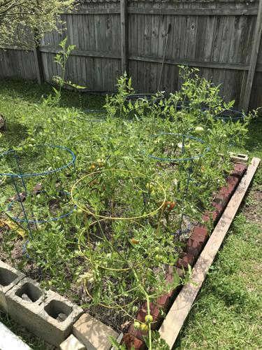 Berkely County 4-H hosts tomato growing contest | News | postandcourier.com