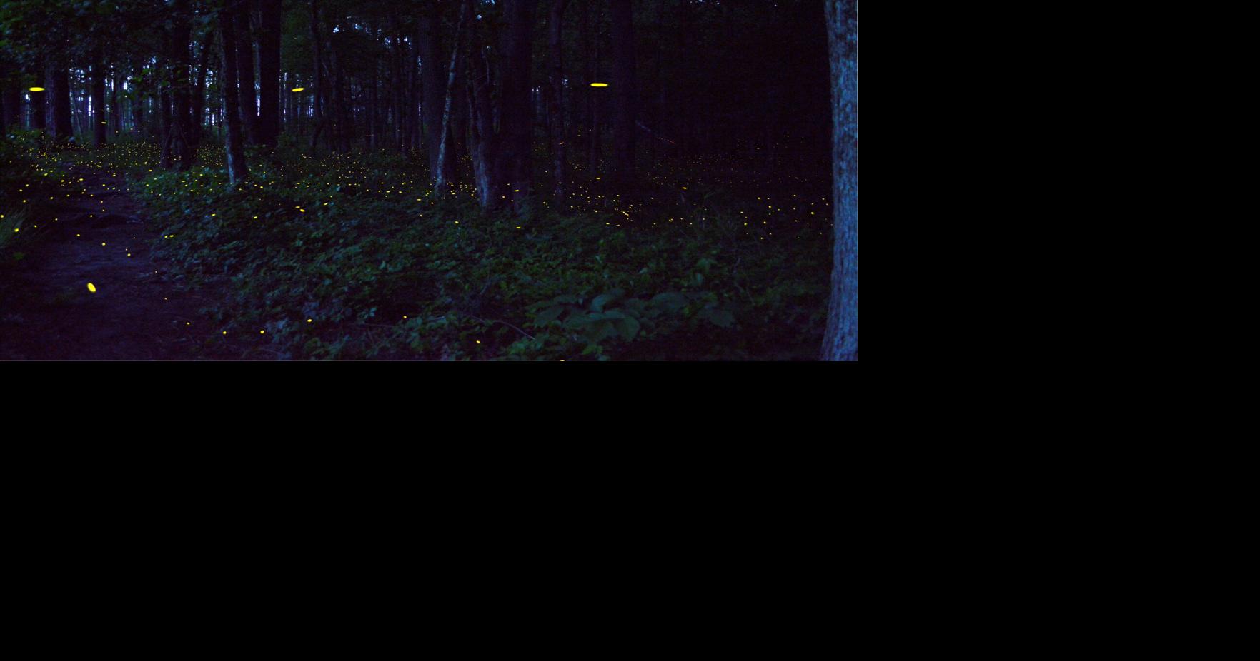 Visit the 2022 Synchronous Fireflies viewing event at Congaree National ...