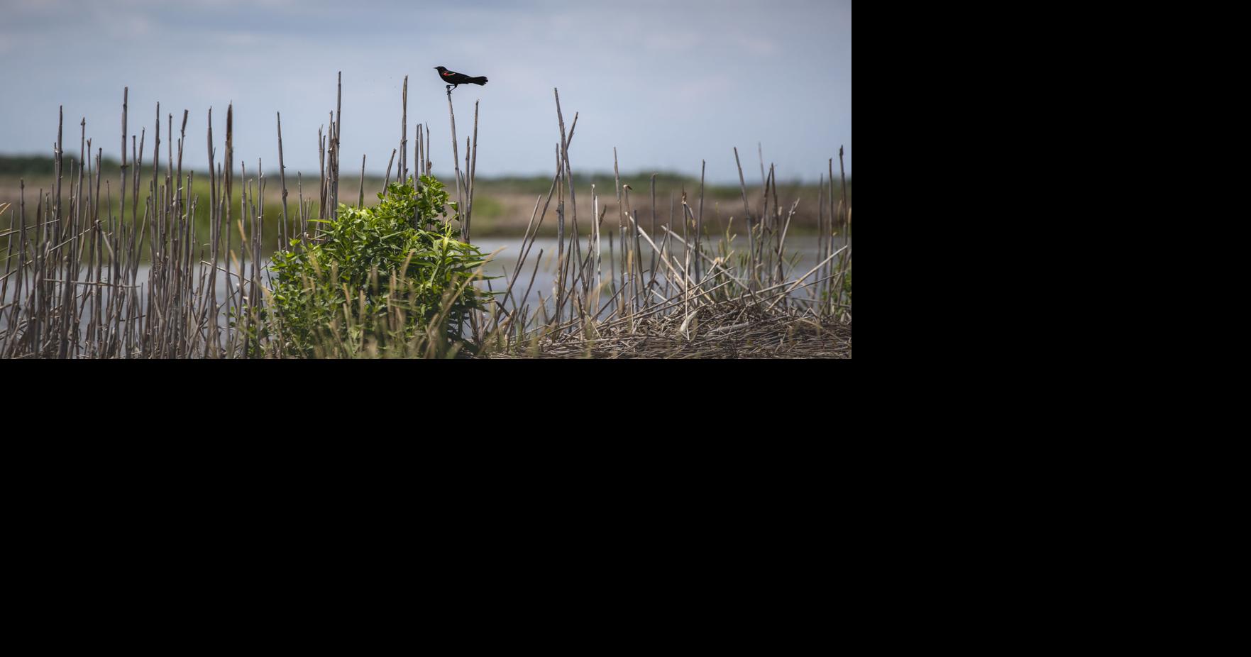 Editorial: To protect the Santee Delta's future, it's time to question ...