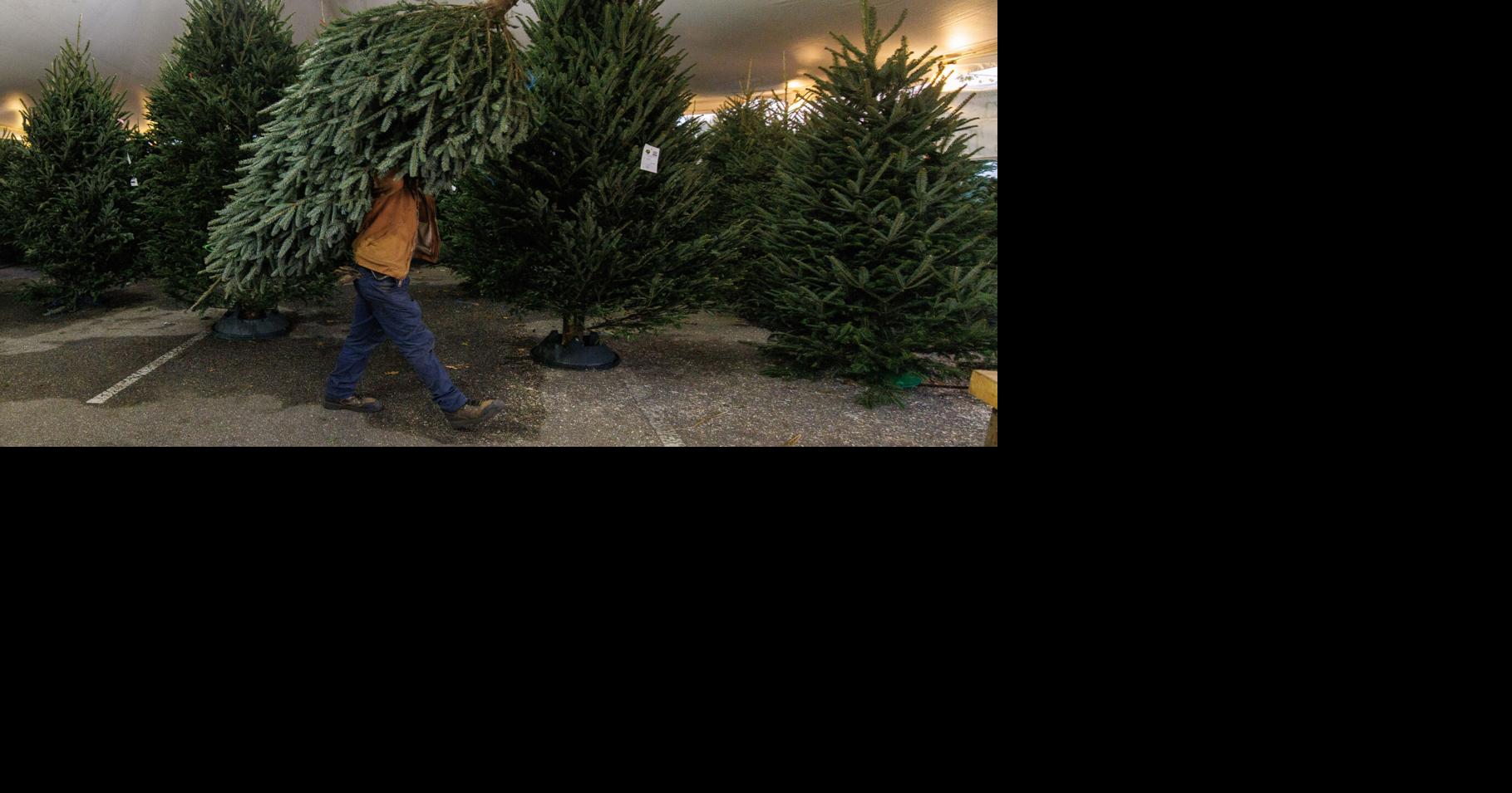 Is a real or fake Christmas tree better for the environment?