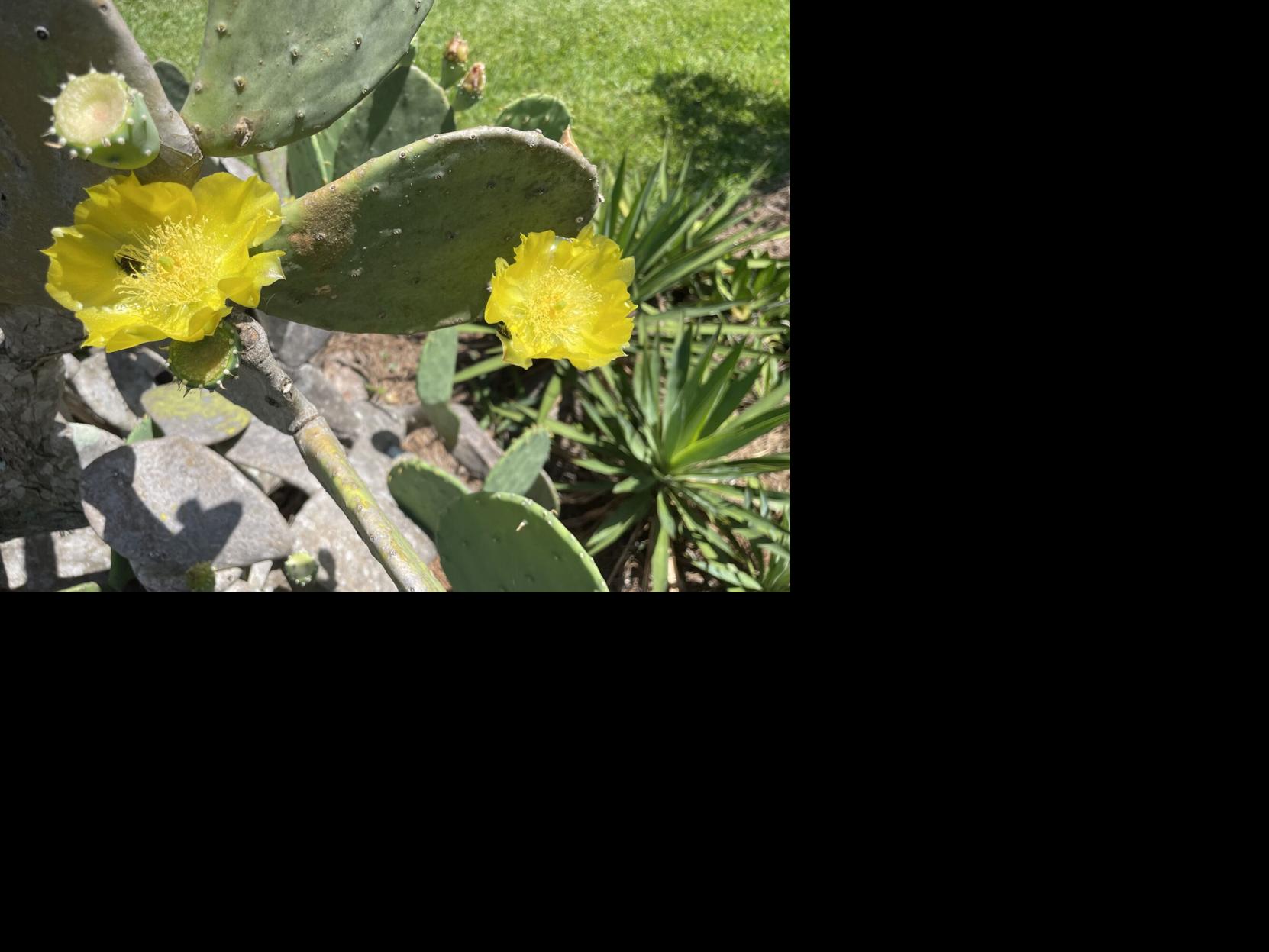 Summerville designer Gray Benko and family are stars of new home ...