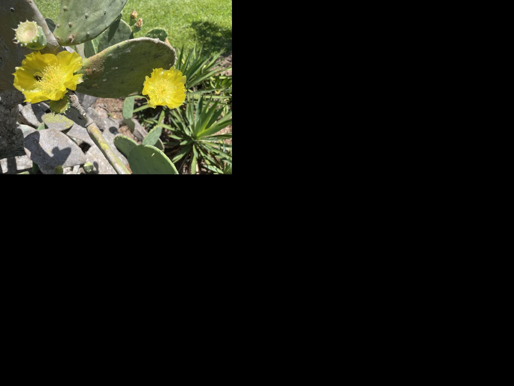 Summerville designer Gray Benko and family are stars of new home ...