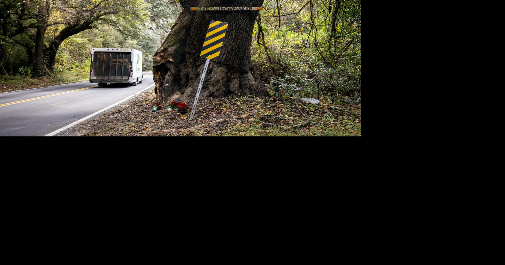 Charleston, SC officials mulling fate of 'Widowmaker' tree