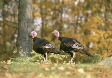 The difference between wild and domestic turkeys