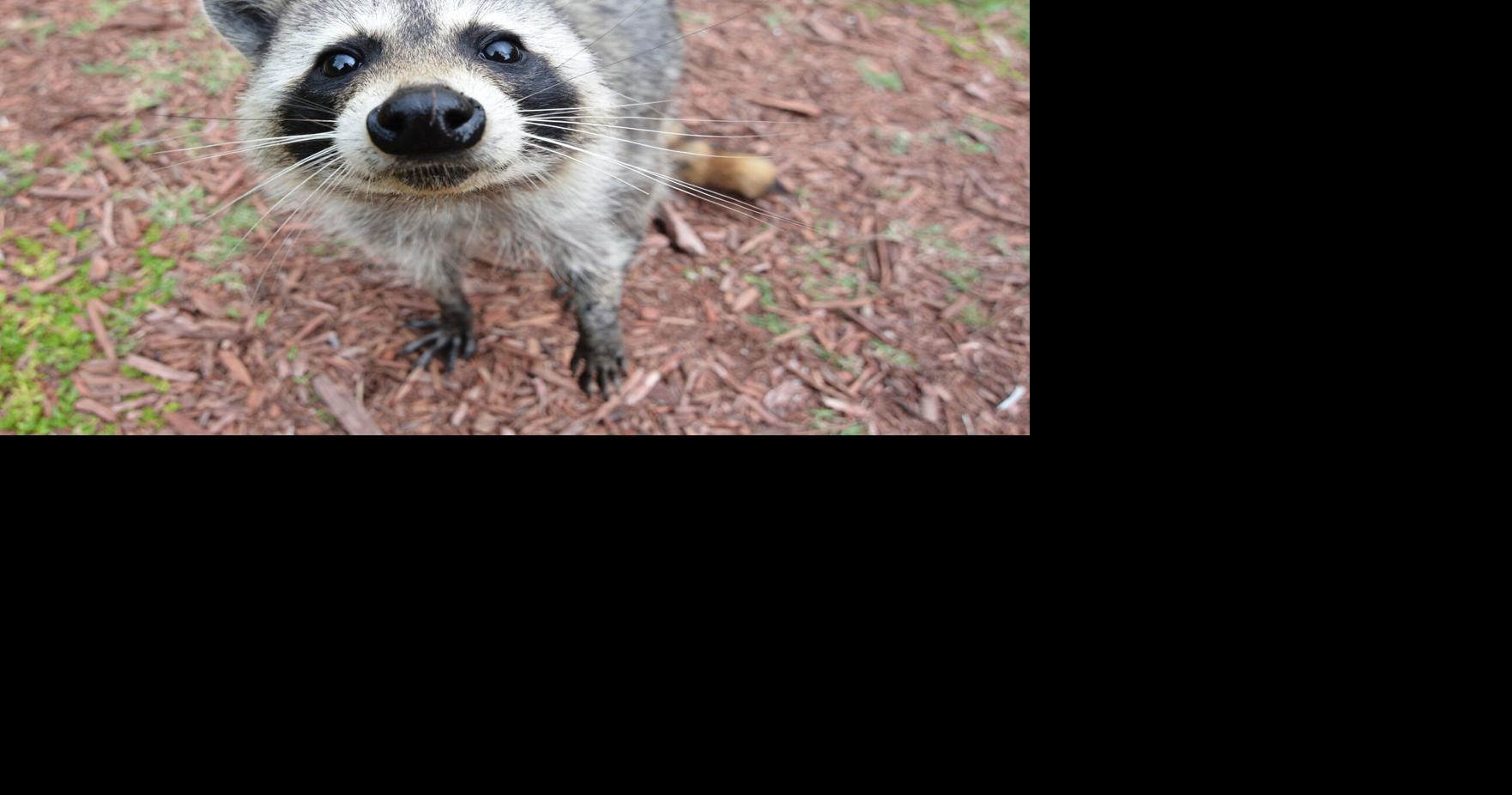 rabid raccoon spartanburg county