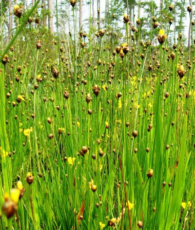 Can you identify this week’s mystery plant?