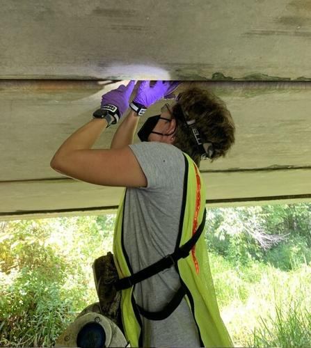 Endangered gray bat species found in Greenville County SC | Greenville ...