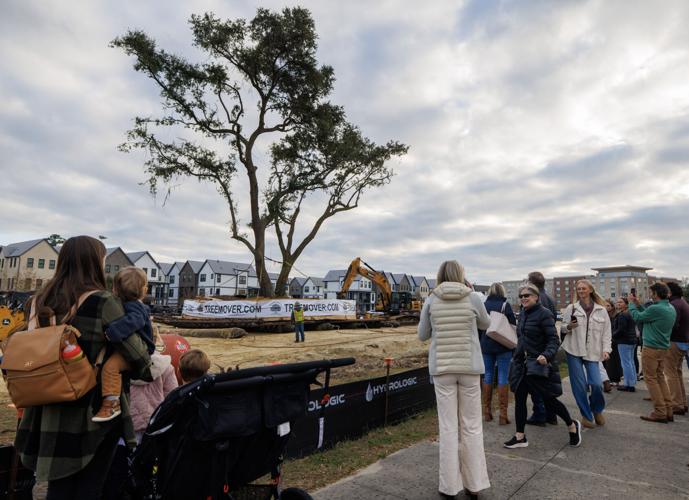 mount pleasant trees