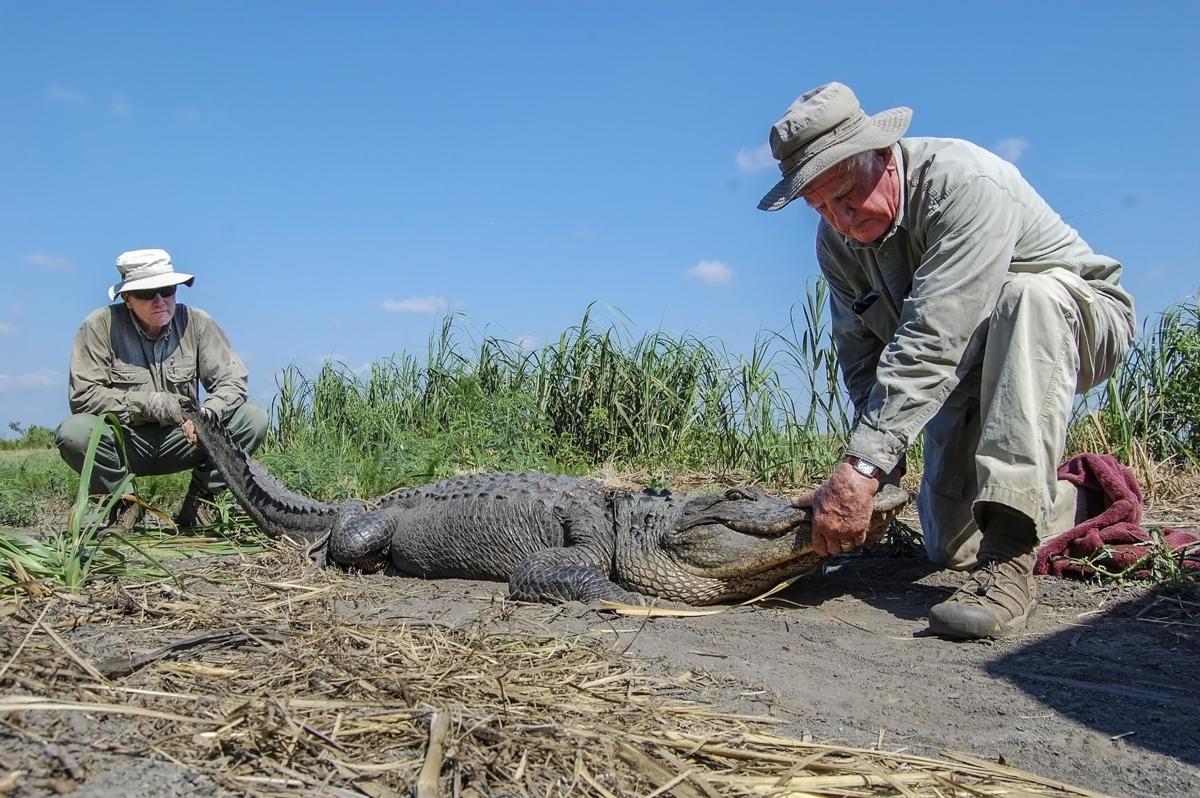 Alligators build a secret and important world in South Carolina's 'high ...