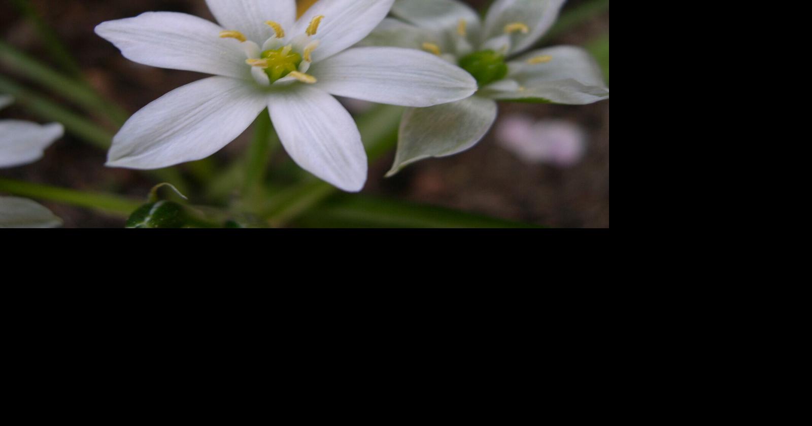The 'old-timey' weed