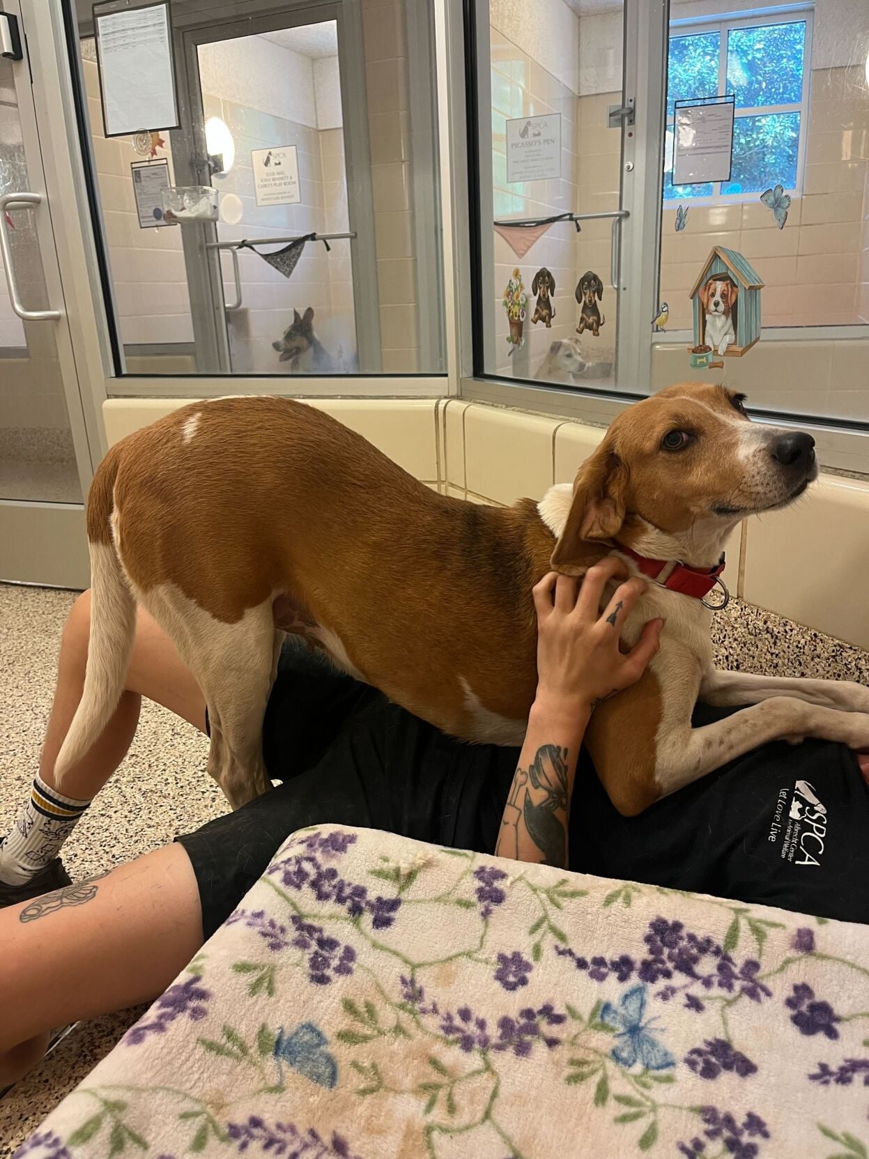 SPCA Albrecht Center has Aiken's first microchip scanner