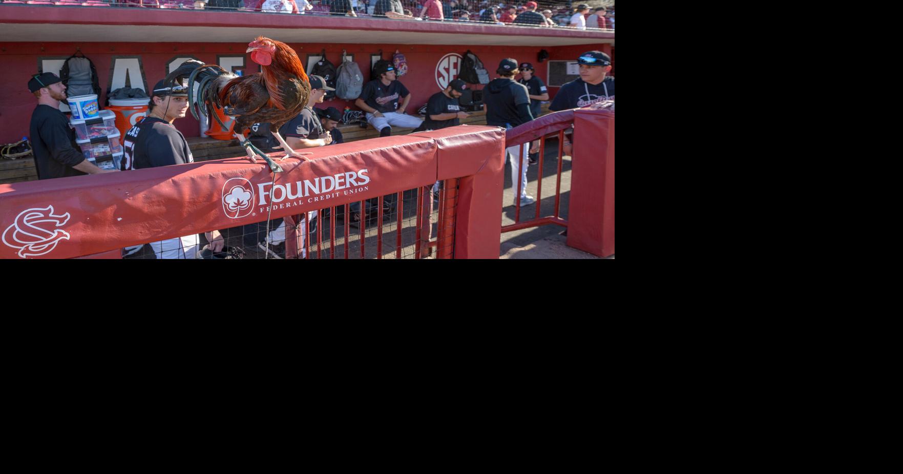 Gamecock baseball: A look at fall ball with Mark Kingston