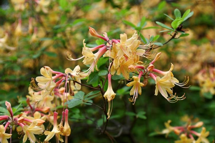 Planting azaleas in the spring can brighten up a garden with color