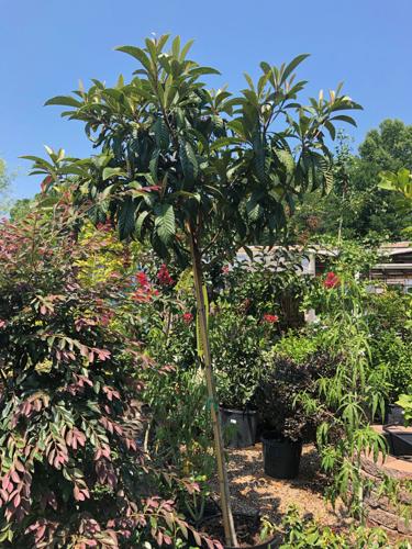 If you can avoid 'fire blight,' loquat trees are a fruitful addition to ...