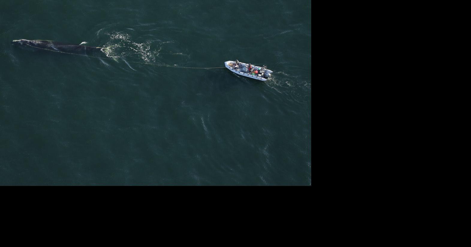 Editorial: Strengthen the vessel speed rule to protect right whales