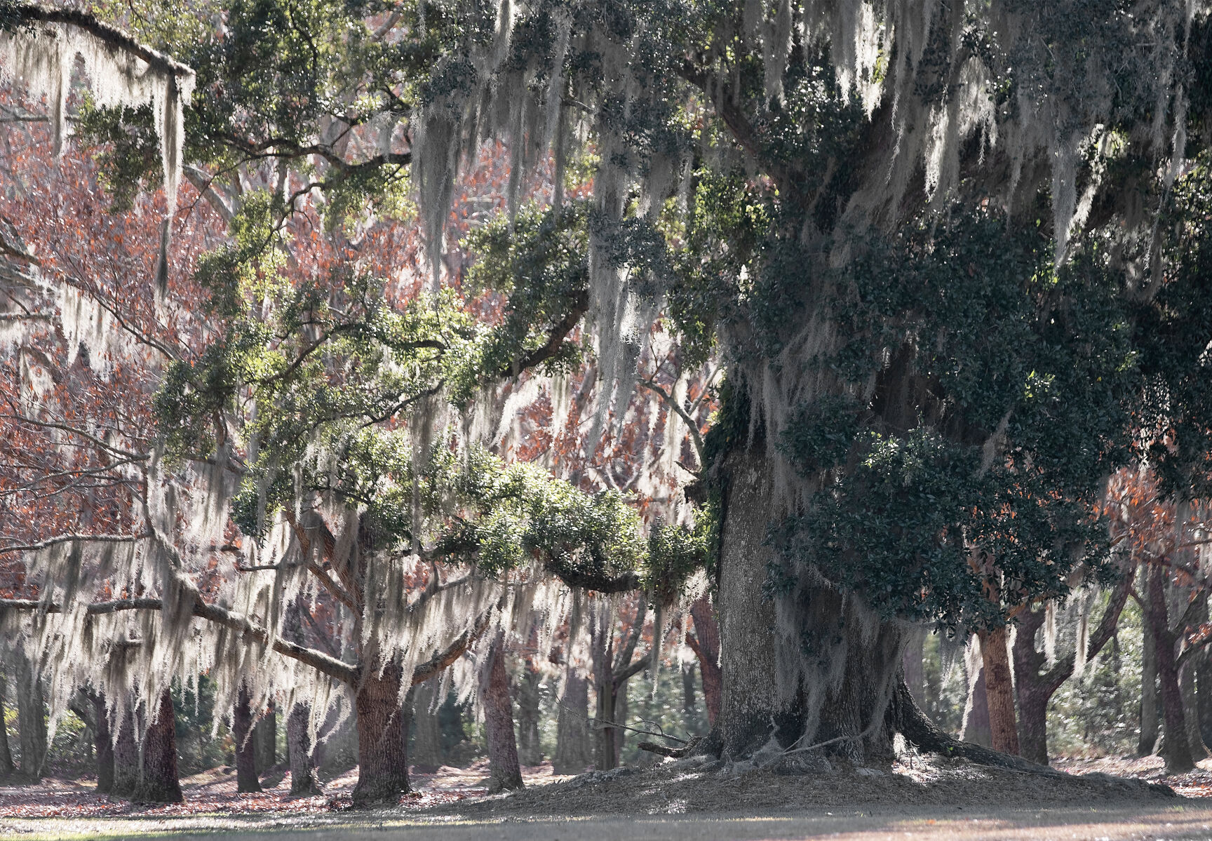 What is Spanish moss and how can it be used in gardens?