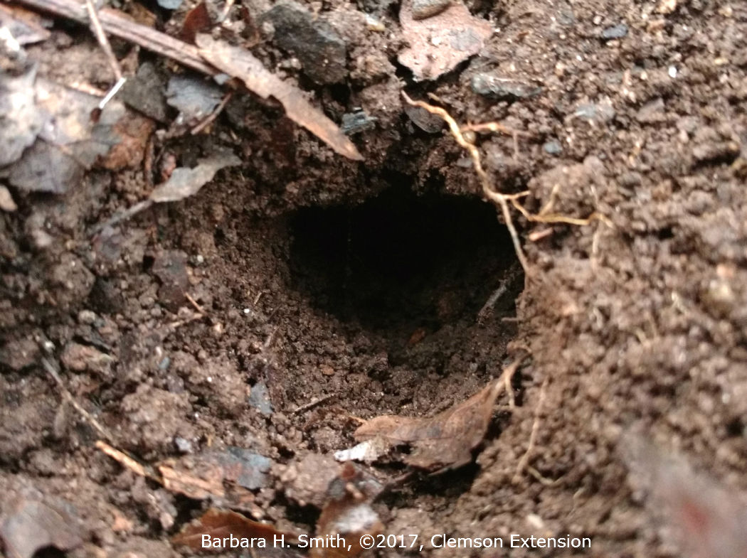 Moles or voles ... who to blame for lawn damage? | | postandcourier.com