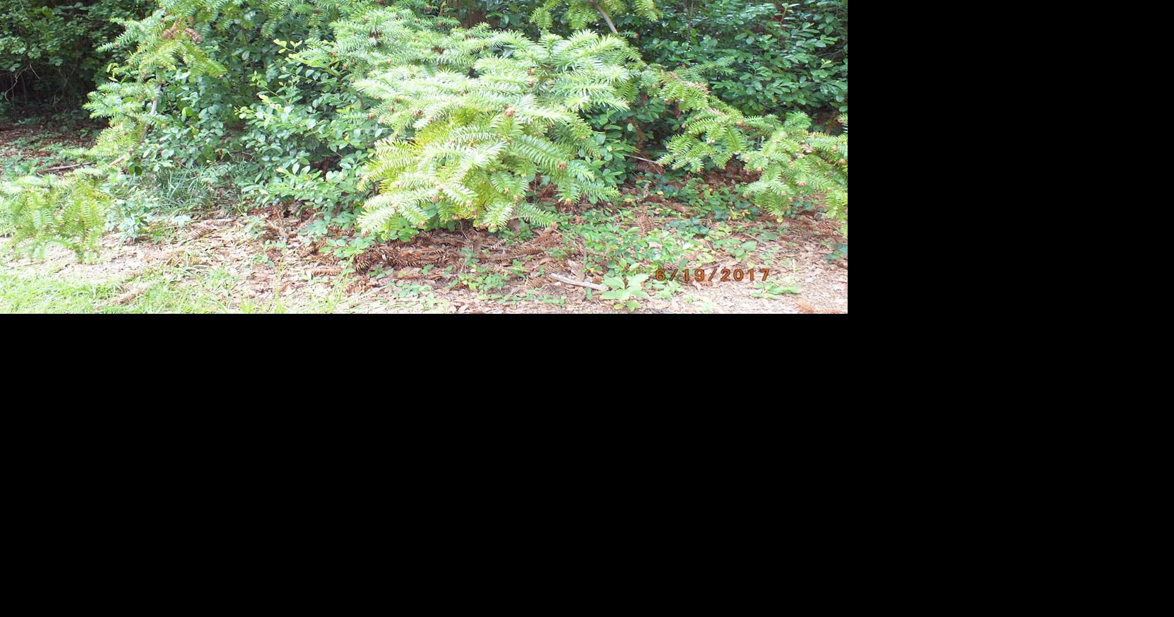 monkey puzzle tree florida