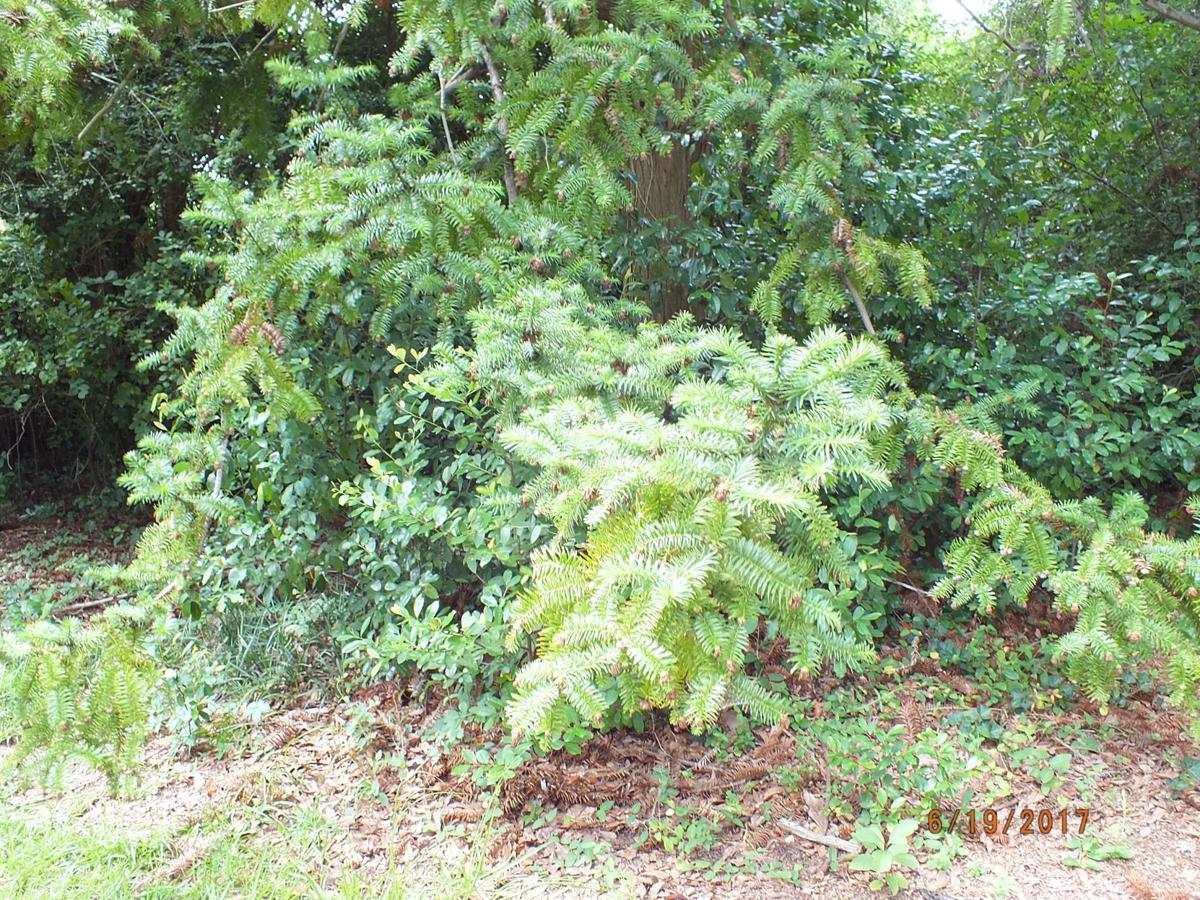 The Monkey Puzzle Tree