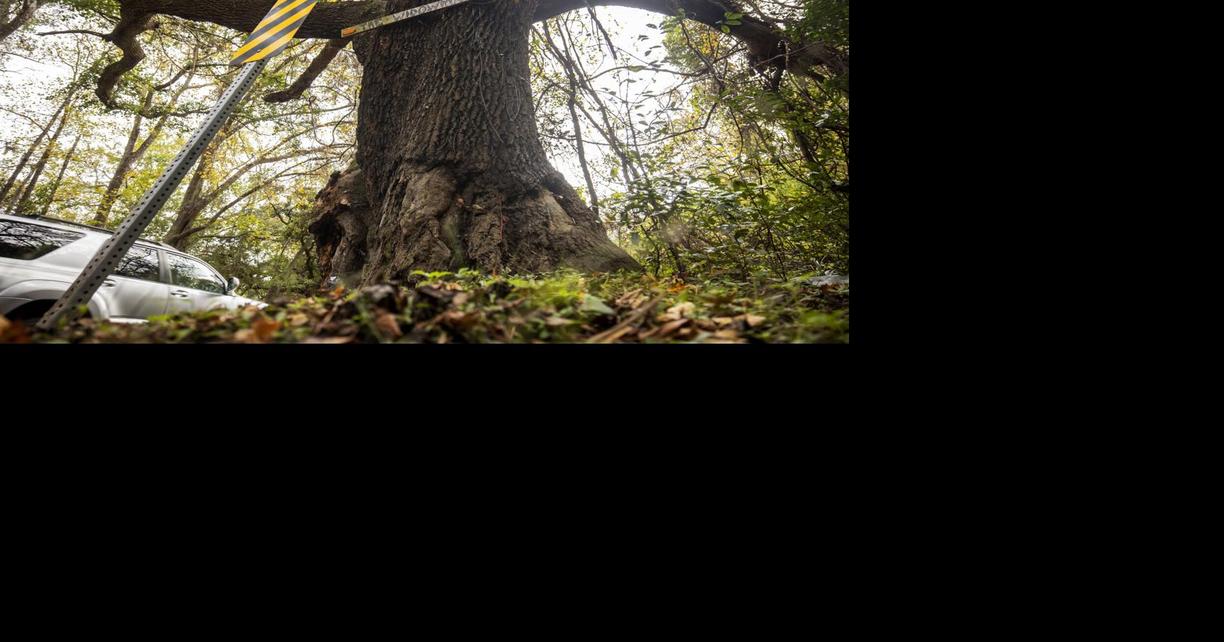 People weigh the fate of the "Widowmaker"