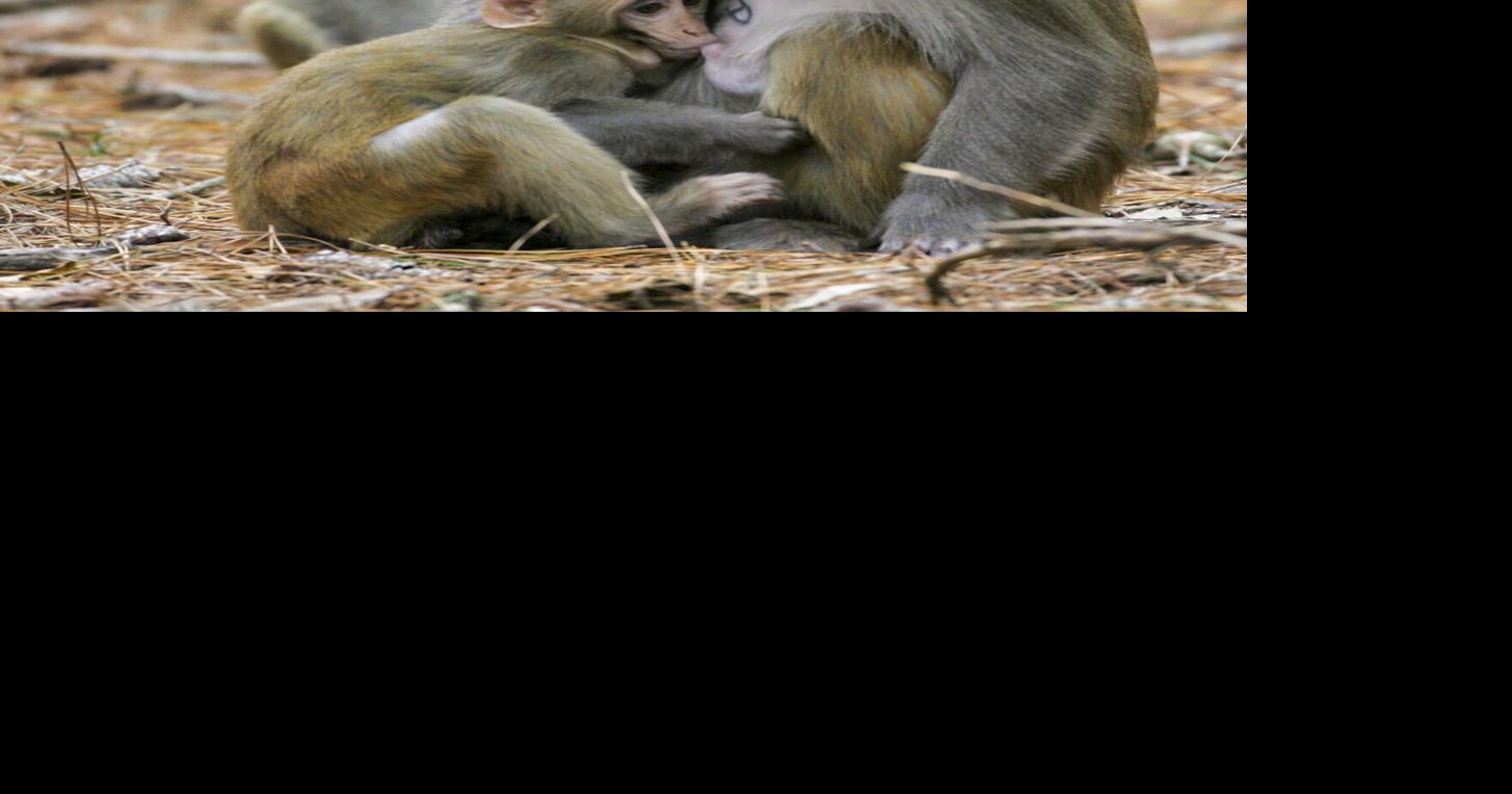SC purchased Monkey Island using federal preservation funds