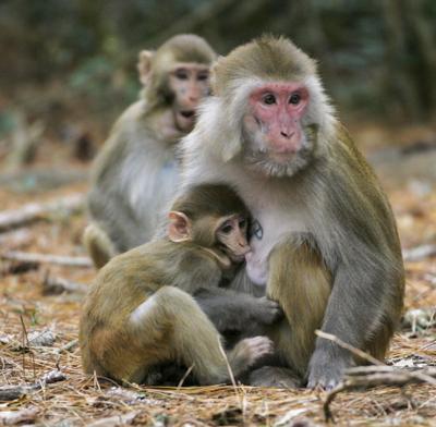 SC purchased Monkey Island using federal preservation funds