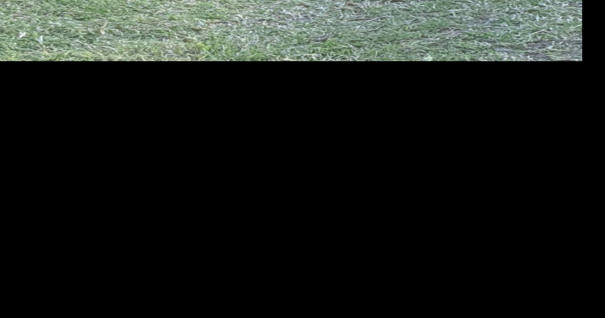 Multiply social distancing by 10 for alligators | Sports ...