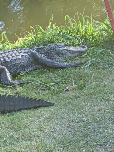 Multiply social distancing by 10 for alligators | Sports ...