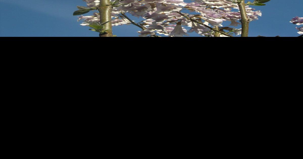 MYSTERY PLANT: Asiatic tree features fragrant blooms, white and purple ...